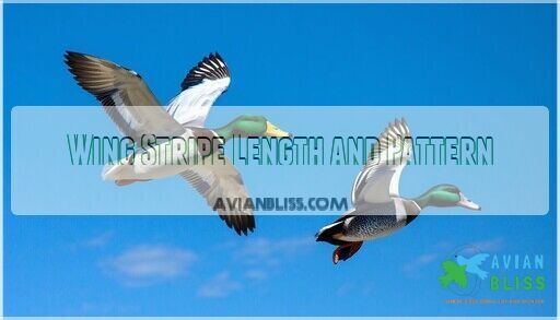 Greater Vs Lesser Scaup: ID Guide to Key Field Differences