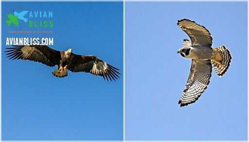 Falcon Vs Eagle: Size, Speed, Features, and Key Differences Explained