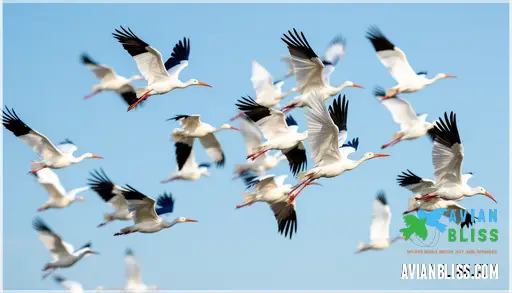 White Ibis: Habitat, Behavior, Diet & Conservation Facts