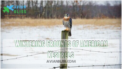 American Kestrel Migration Map: Seasonal Patterns, Triggers & Movements