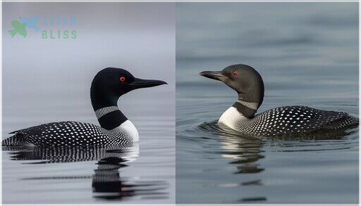 Common Loon: Habitat, Behavior, Calls & Conservation Facts