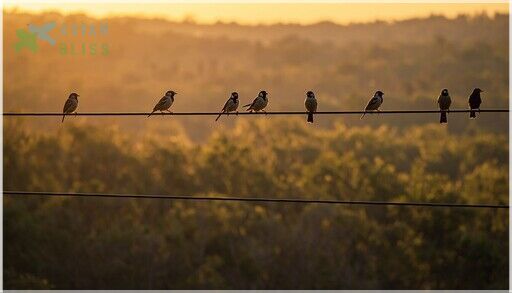 Why Do Birds Sit on Power Lines? Safety, Warmth & Perching Explained