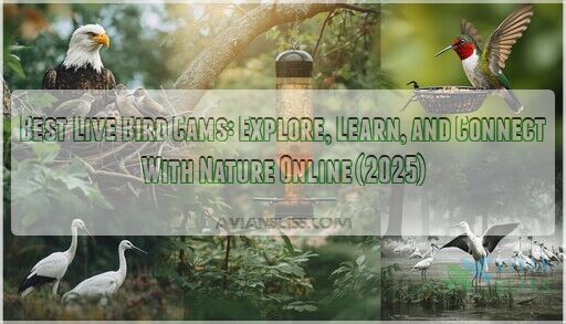 Best Live Bird Cams: Explore, Learn, and Connect With Nature Online (2025)