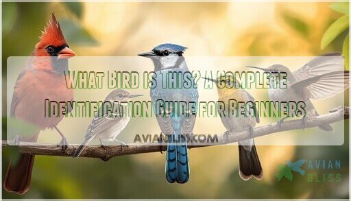What Bird is This? A Complete Identification Guide for Beginners