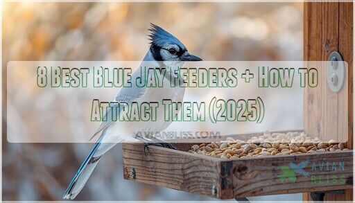 8 Best Blue Jay Feeders + How to Attract Them (2025)