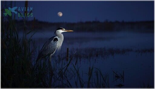 Sounds of Night Birds: Calls, Species, and How to Identify Them