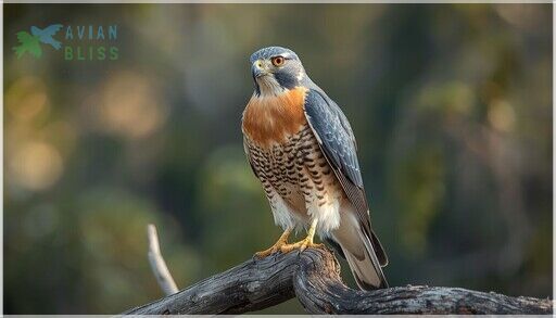 Sharp Shinned Hawk: Identification, Habitat, Behavior & Conservation ...