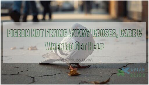 Pigeon Not Flying Away? Causes, Care & When to Get Help