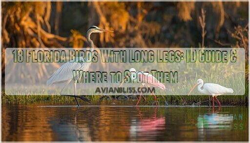 18 Florida Birds With Long Legs: ID Guide & Where to Spot Them