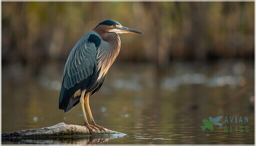 Green Heron: ID, Habitat, Behavior & Conservation Guide
