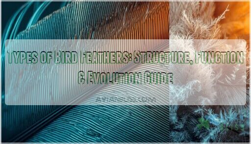 Types of Bird Feathers: Structure, Function & Evolution Guide
