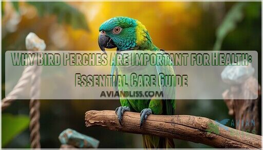 Why Bird Perches Are Important for Health: Essential Care Guide