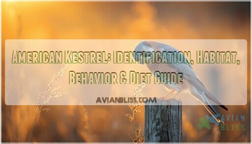 American Kestrel: Identification, Habitat, Behavior & Diet Guide