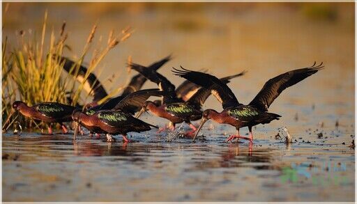 Glossy Ibis: Habitat, ID, Behavior & Conservation Facts