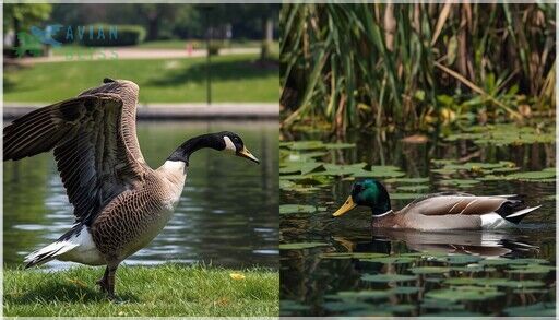 Goose Vs Duck: Size, Behavior, Flight & Habitat Differences