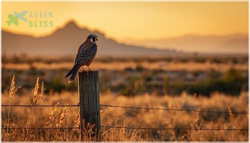 American Kestrel: Identification, Habitat, Behavior & Diet Guide