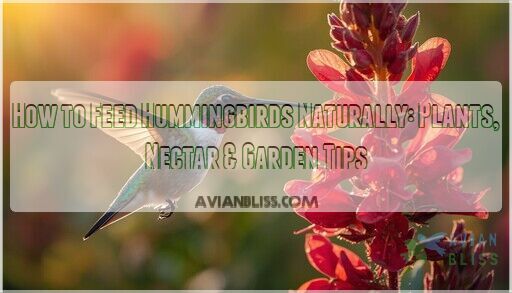 How to Feed Hummingbirds Naturally: Plants, Nectar & Garden Tips
