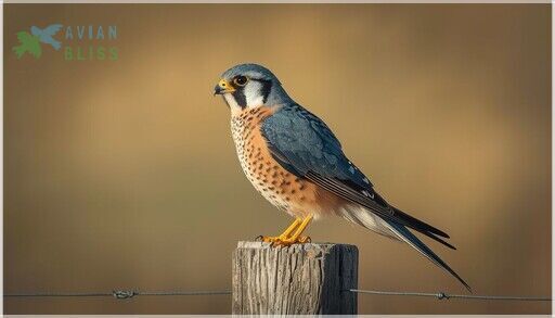 American Kestrel: Identification, Habitat, Behavior & Diet Guide