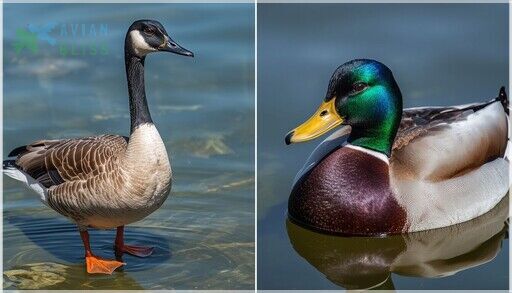 Goose Vs Duck: Size, Behavior, Flight & Habitat Differences