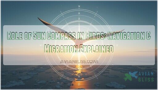 Role of Sun Compass in Birds: Navigation & Migration Explained