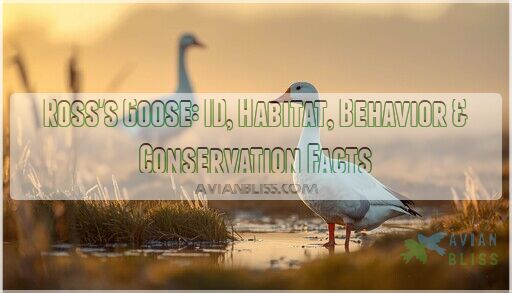 Ross's Goose: ID, Habitat, Behavior & Conservation Facts