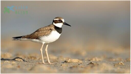 Killdeer Bird: Habitat, Behavior, Diet & Nesting Facts
