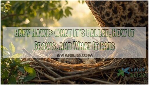 Baby Hawk: What It's Called, How It Grows, and What It Eats