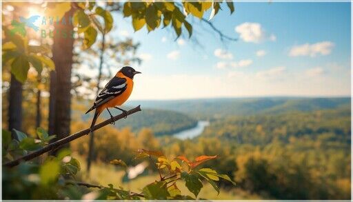Baltimore Oriole: Identification, Habitat, Diet, and Migration Facts