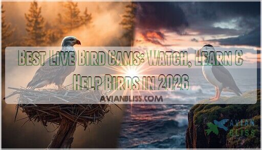 Best Live Bird Cams: Watch, Learn & Help Birds in 2026