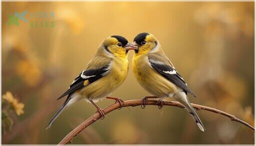 American Goldfinch: Identification, Habitat, Diet & Behavior Facts