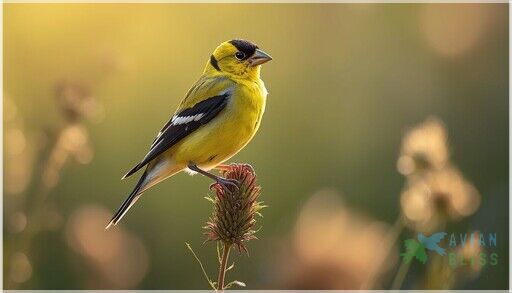 American Goldfinch: Identification, Habitat, Diet & Behavior Facts