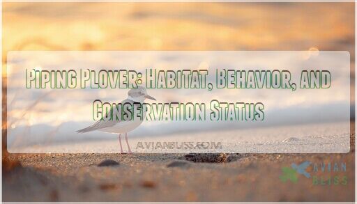 Piping Plover: Habitat, Behavior, and Conservation Status