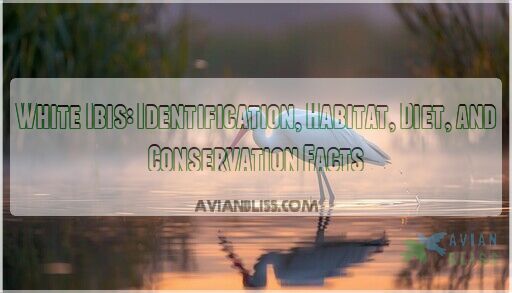 White Ibis: Identification, Habitat, Diet, and Conservation Facts