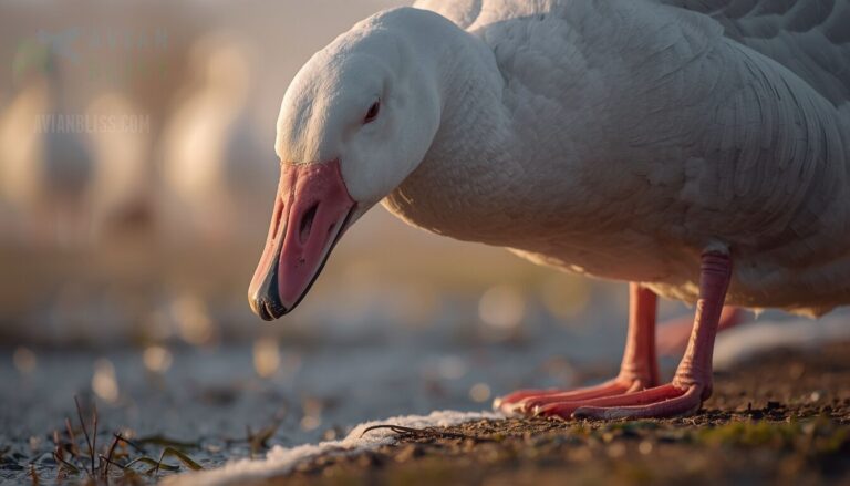 Snow Goose: Identification, Habitat, Migration & Behavior