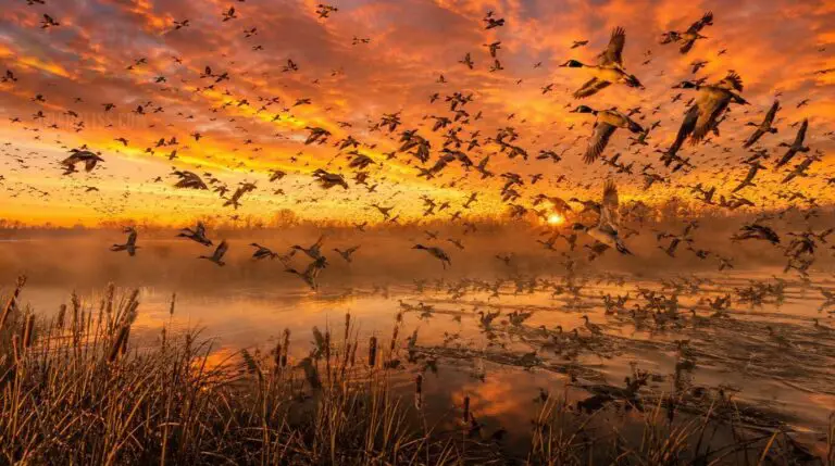 Best Autumn Waterfowl Migration Locations, Flyways & Timing