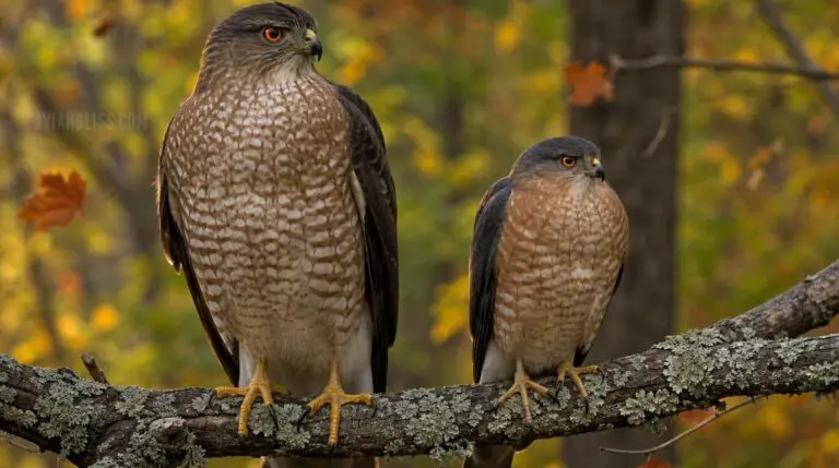 Sharp-Shinned Hawk: ID, Habitat, Behavior & Conservation